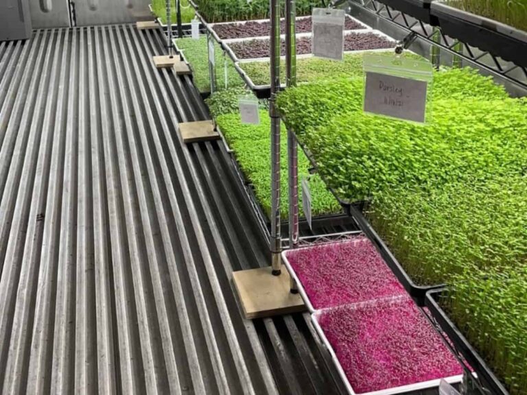 Hydroponic Containers: The Ultimate Guide - CMG Containers